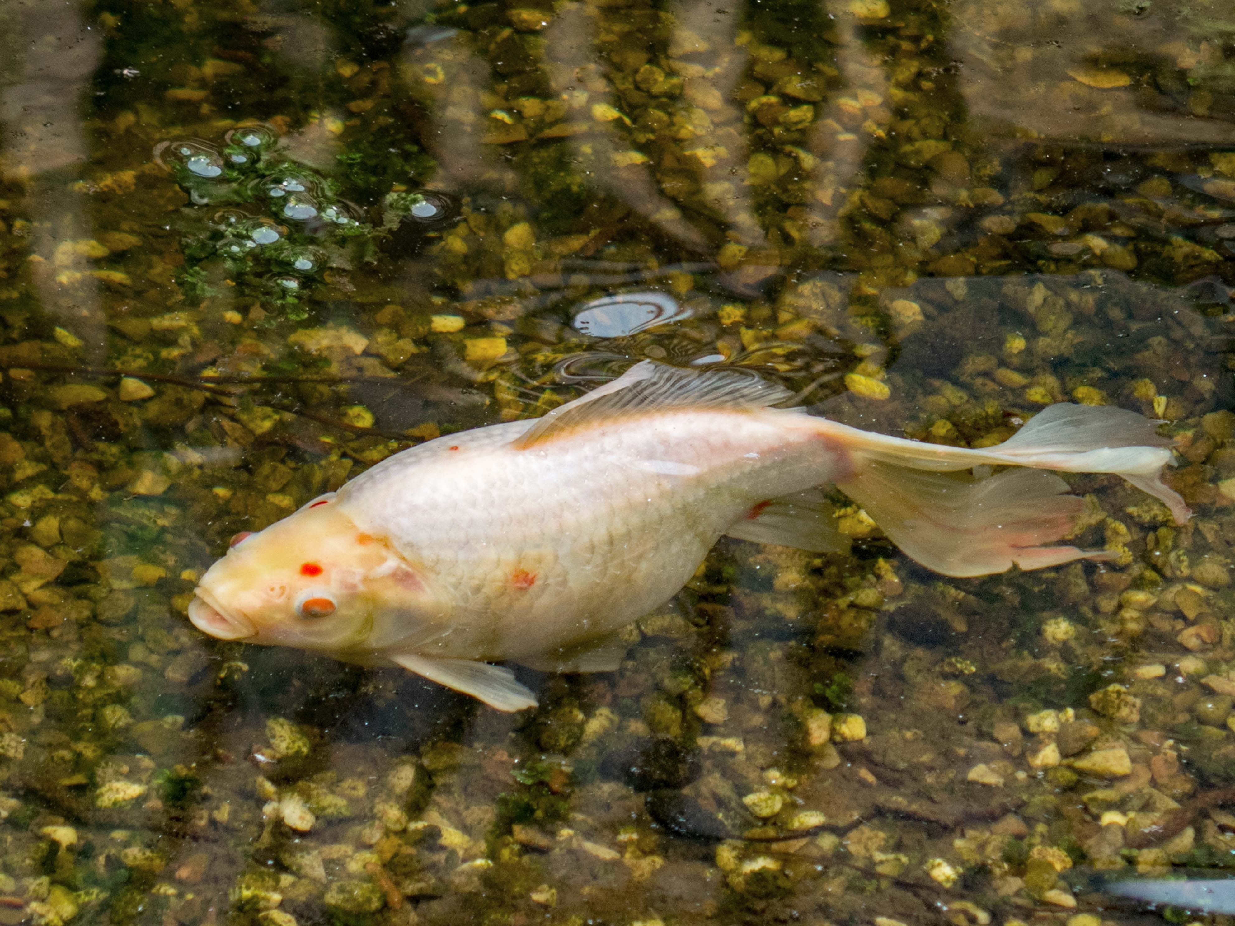 Tibetan Cherry | The Hospice Gardener