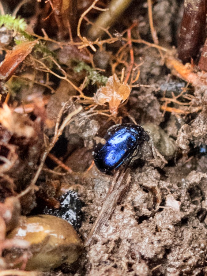 Alder Leaf Beetle | The Hospice Gardener